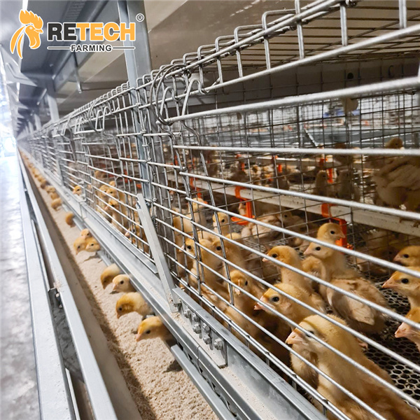Chicken Battery Brooder Plans So,You Want To Breed Poultry?
